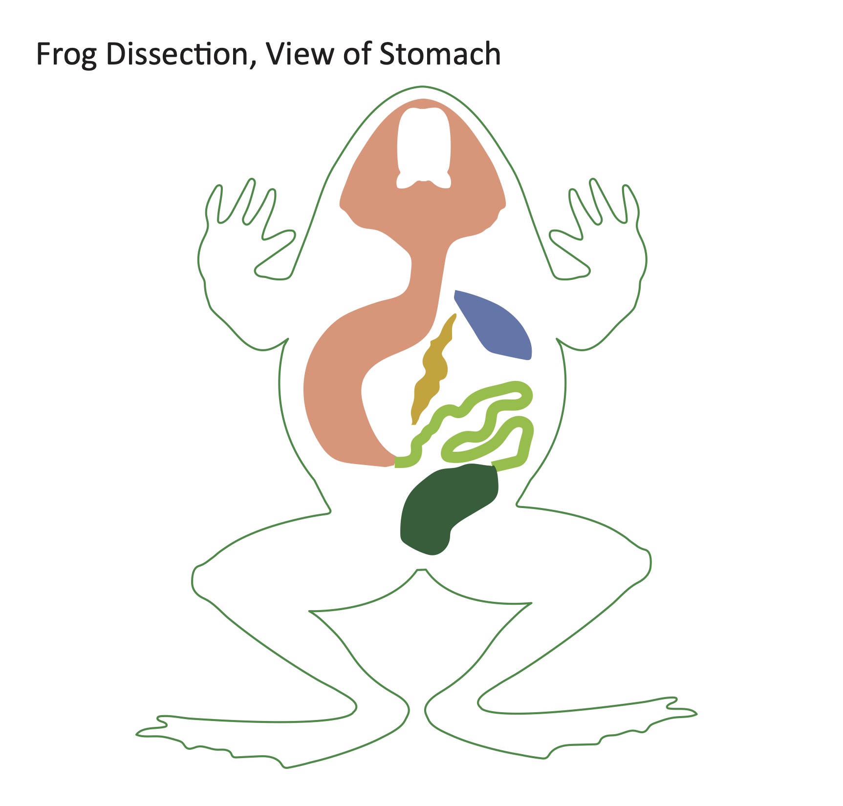 Anatomy Of Frog Dissection Labeled