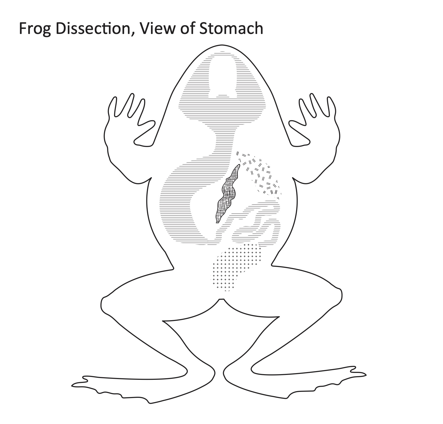 Frog Dissection Drawing