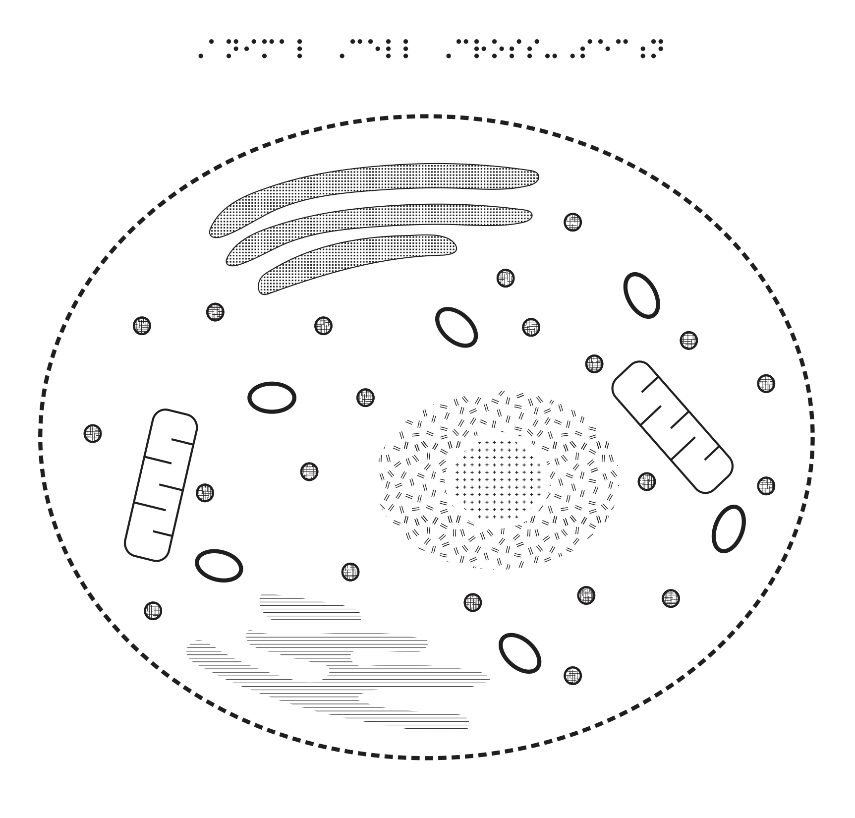 Animal Cell No Labels
