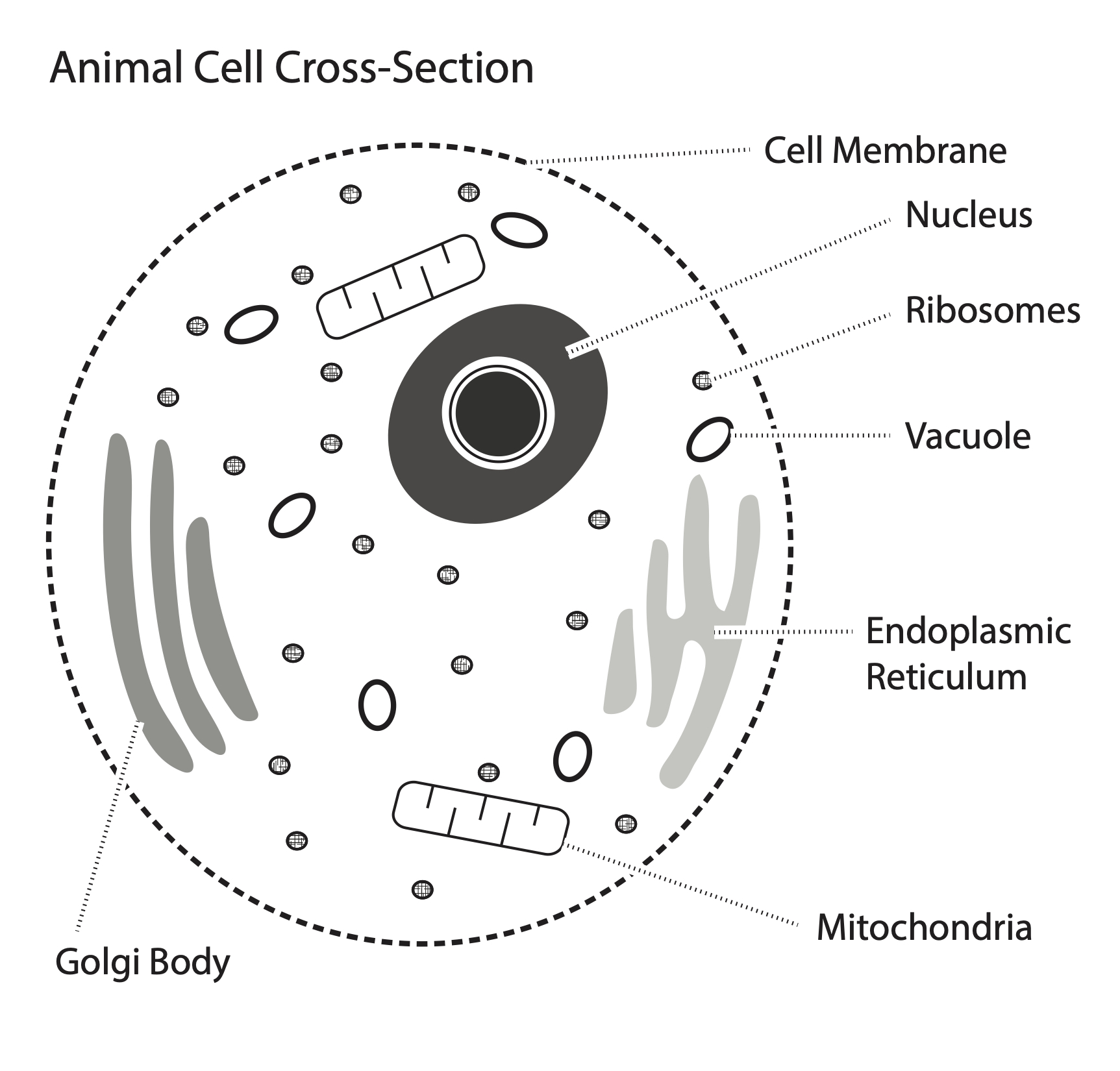 Simple Human Cell Diagram