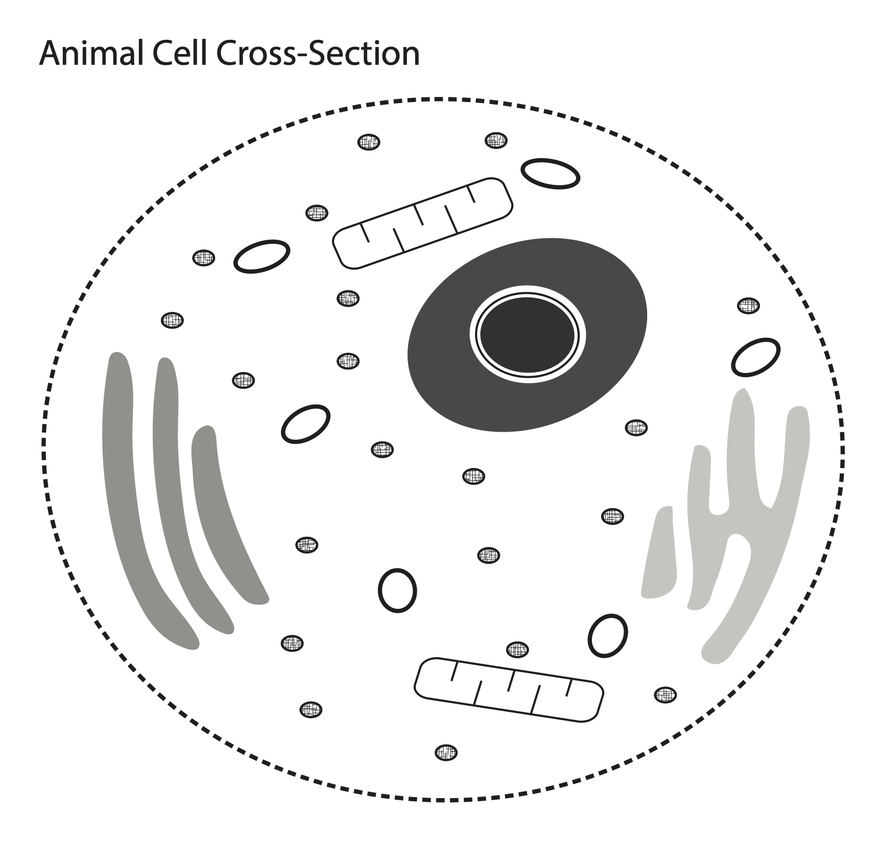 Animal Cell No Labels