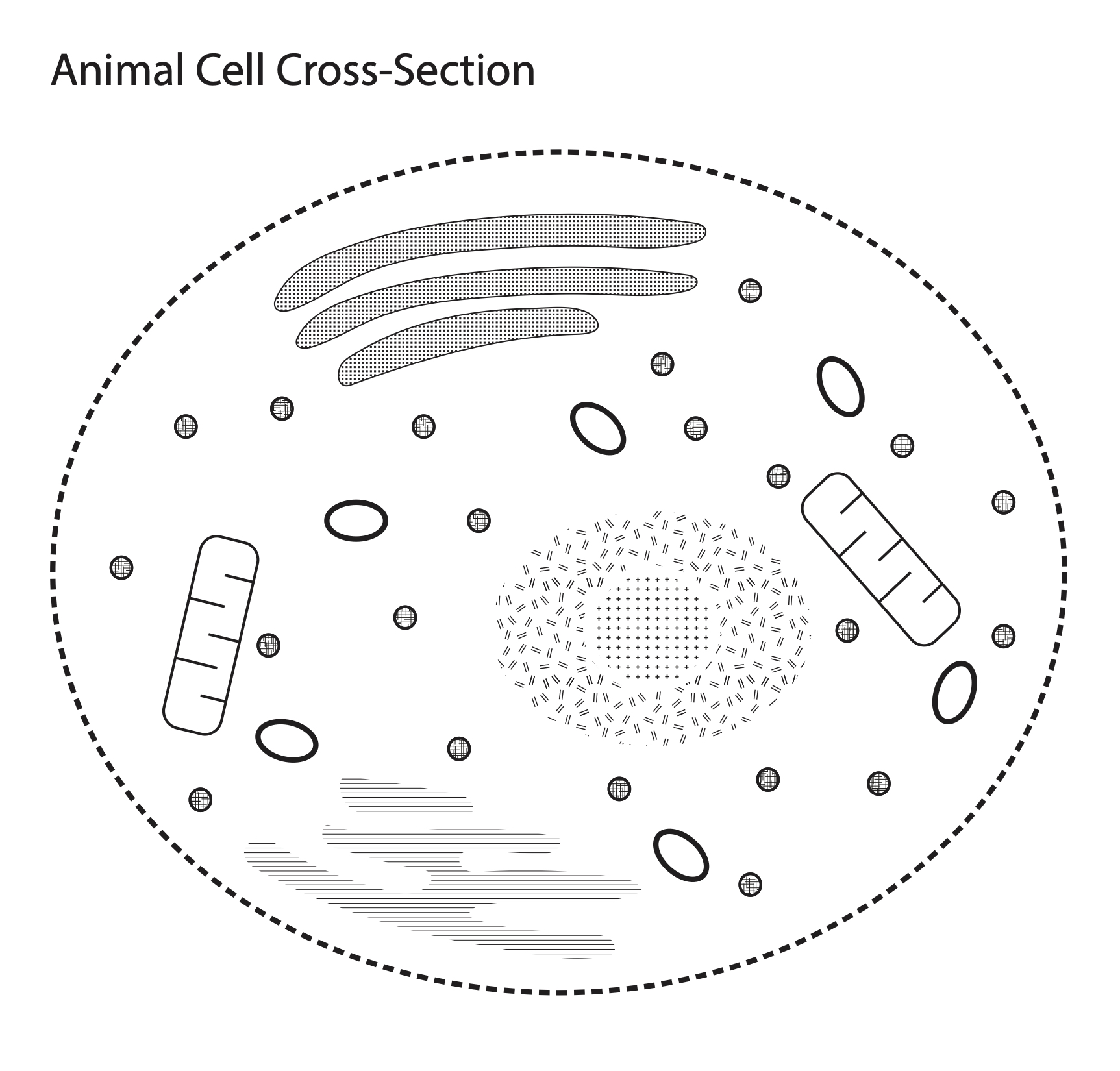 Animal Cell Diagram Black And White