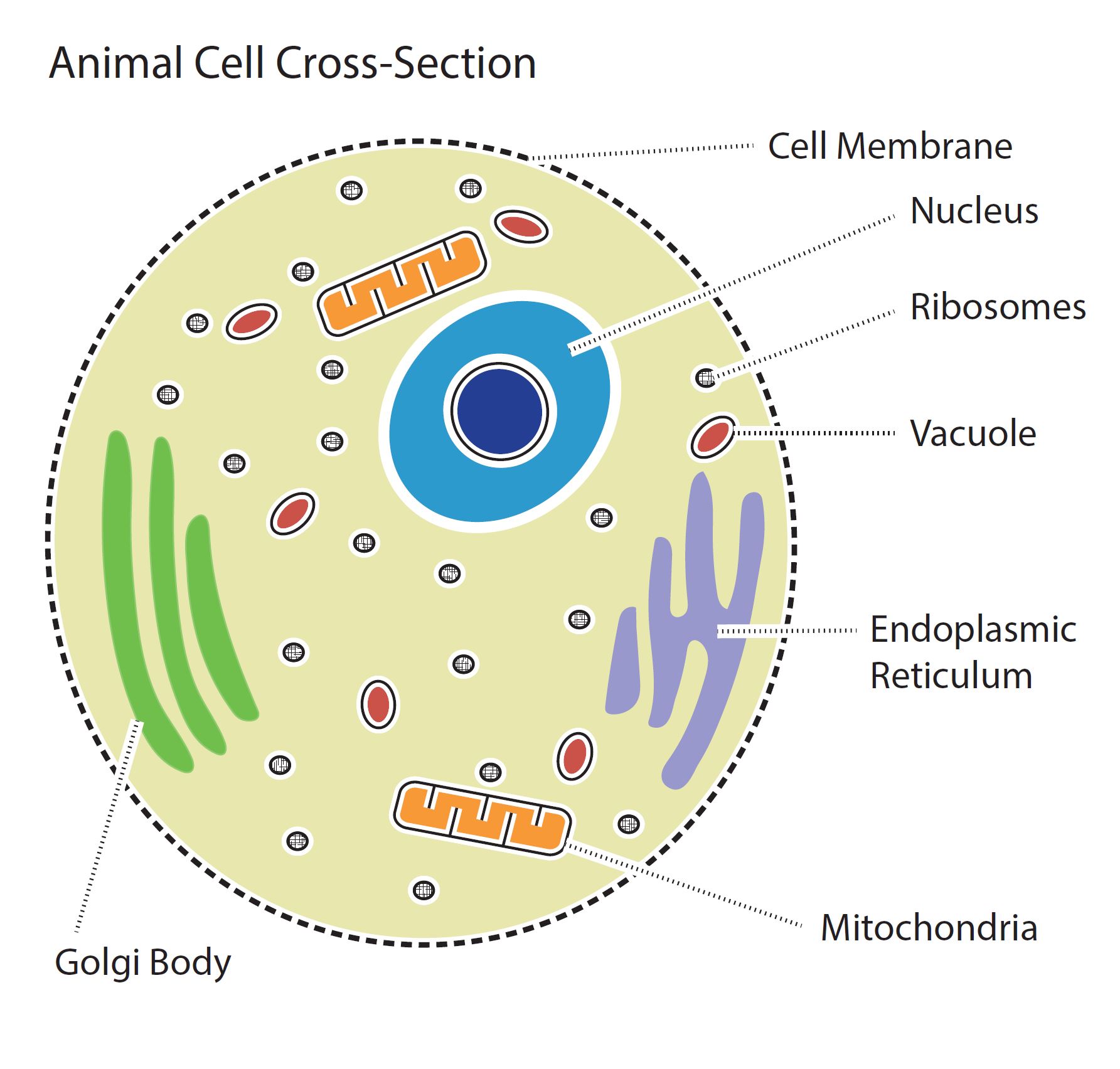 Animal Cell Resource Imageshare