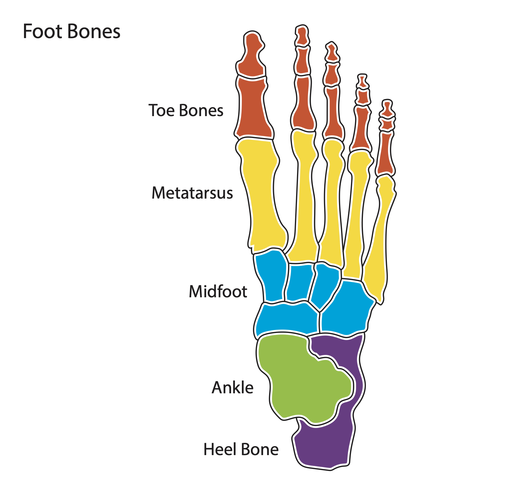 Foot Bones Labeled