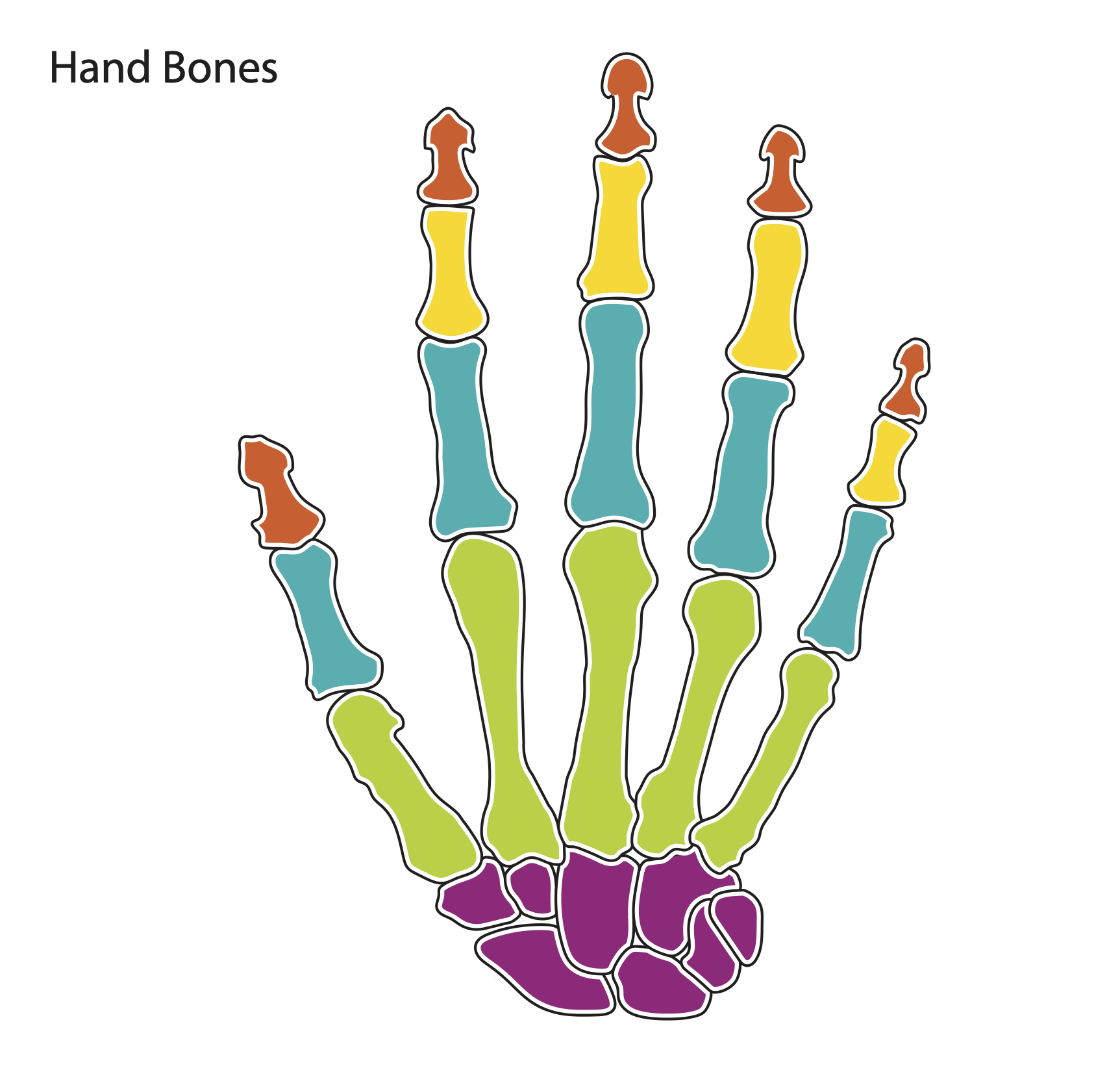 Skeleton Diagram No Labels