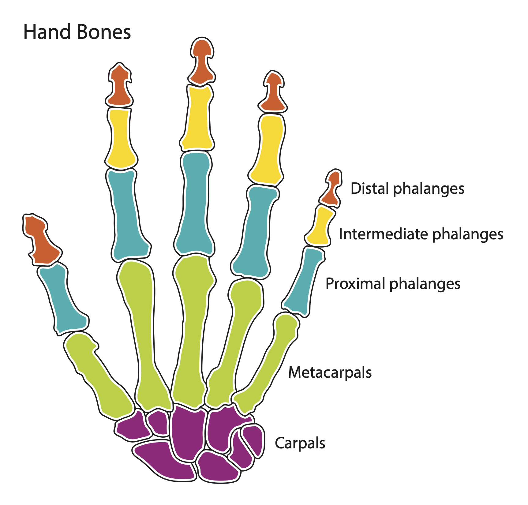 Hand Bone Diagram Resource Imageshare