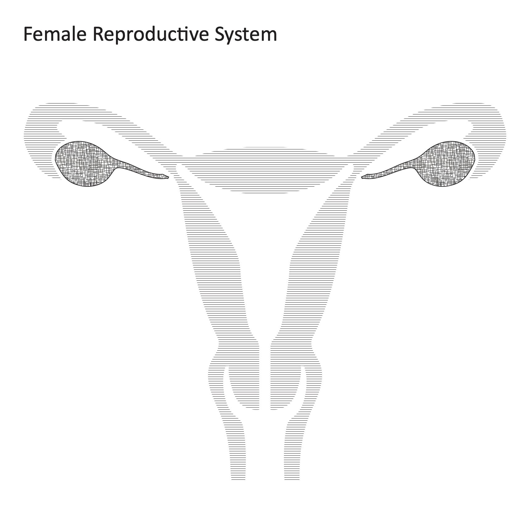 Reproductive System Without Labels