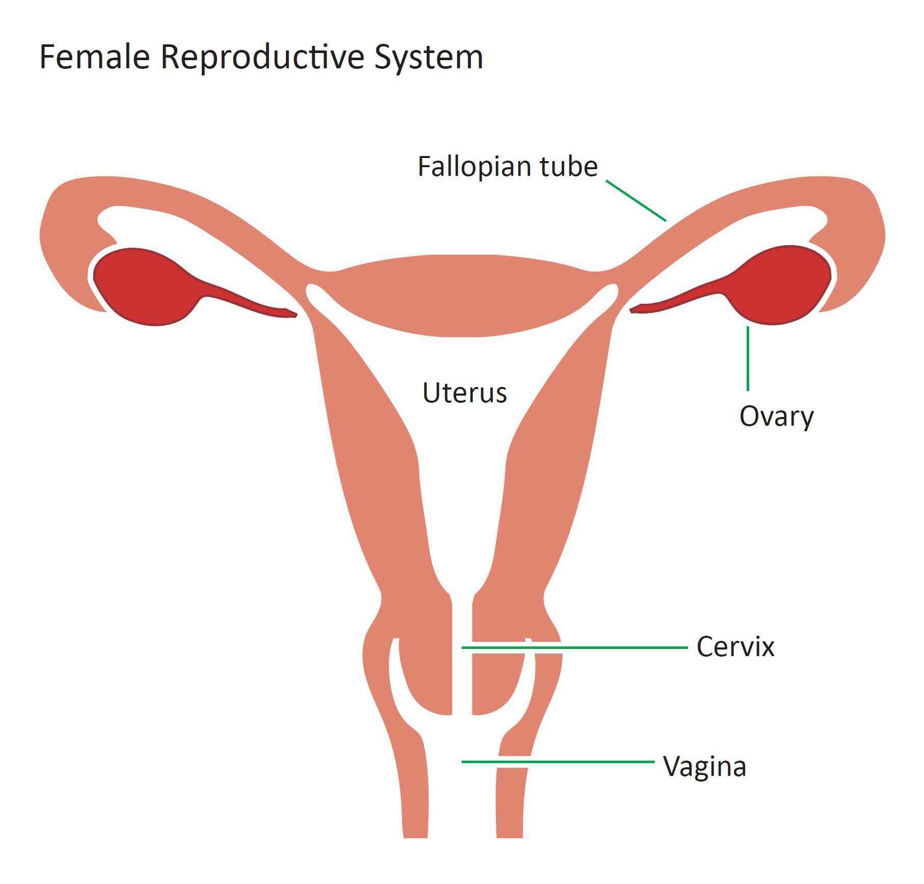 Female Reproductive System Resource Imageshare