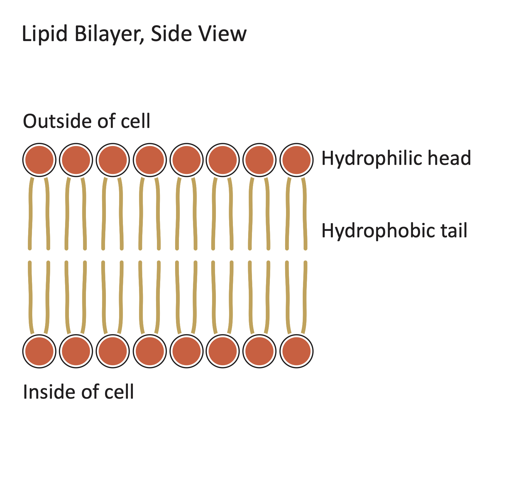 Lipid Bilayer Diagram
